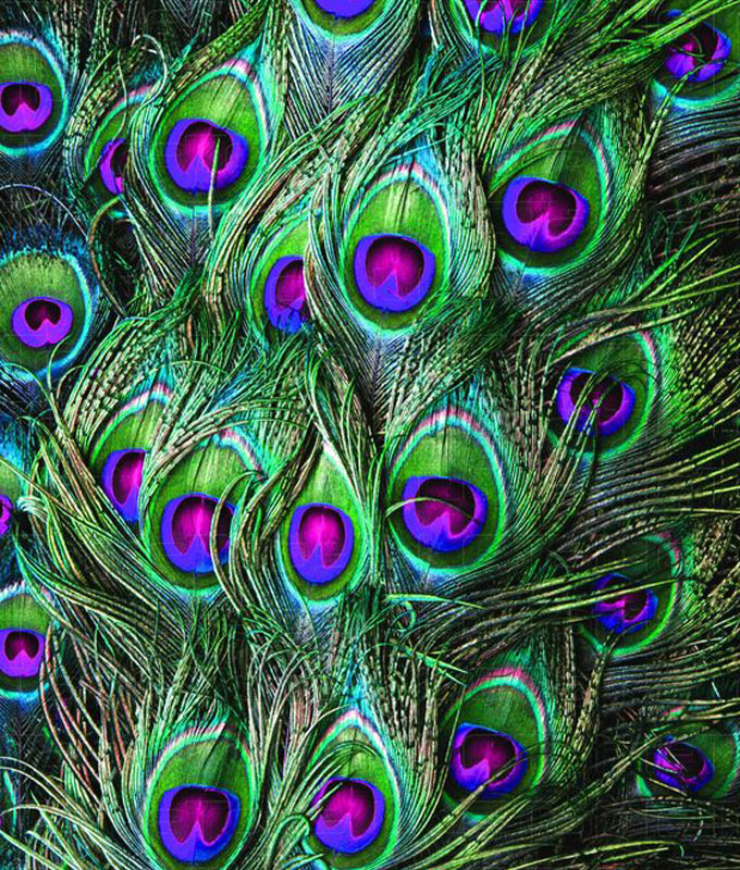 Peacock-Color - Carrie Colbert